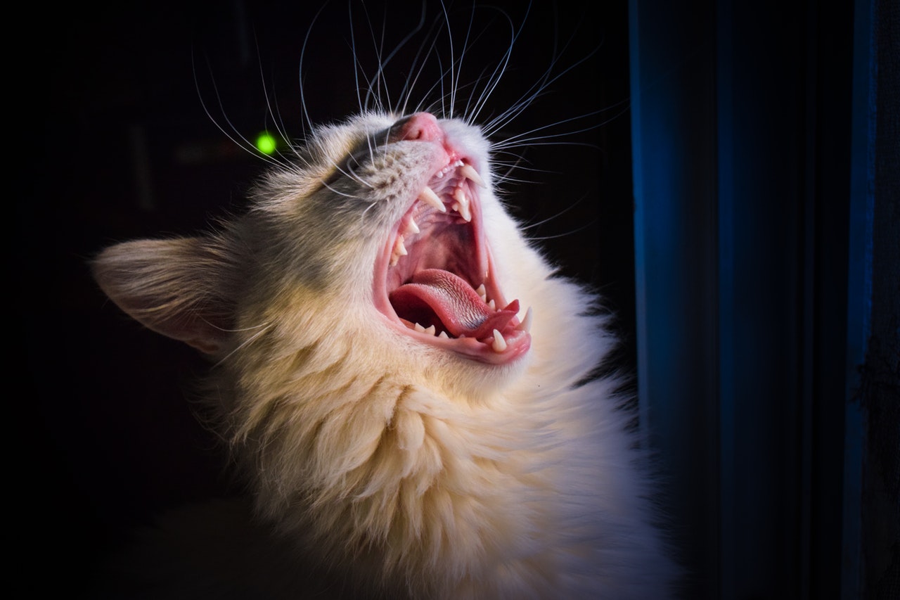 What Cat Owners Need to Know About Feline Odontoclastic Resorptive ...