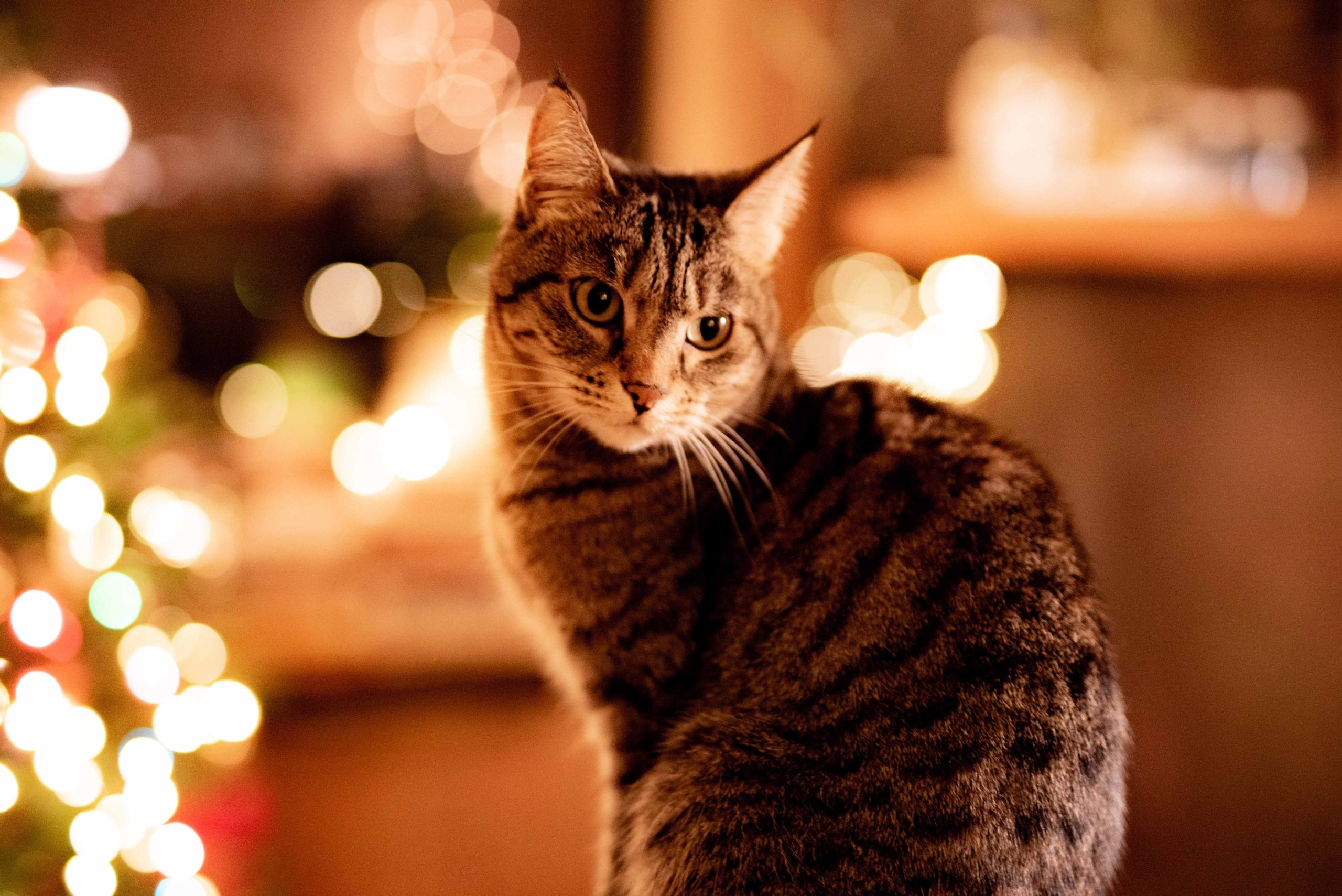 5 Pet Hazards To Be Aware of This Holiday Season - FMA Animal Hospital